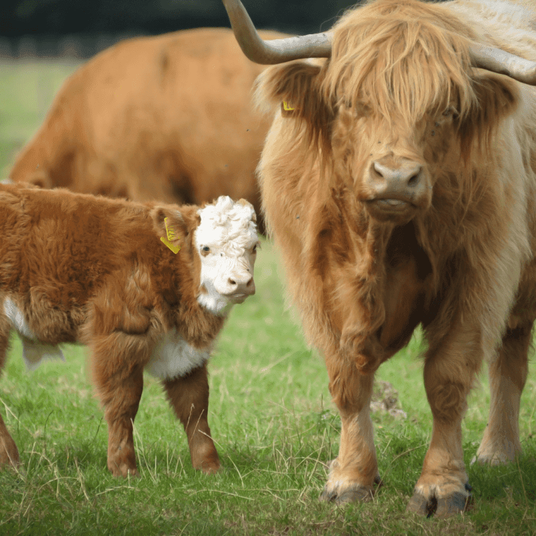 Willows Activity Farm St Albans Hertfordshire | UK School Trips